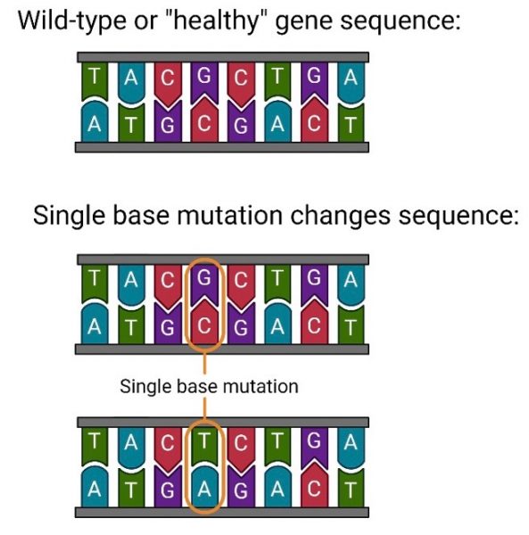 What are the different types of genetic mutations? - Warburg Micro ...